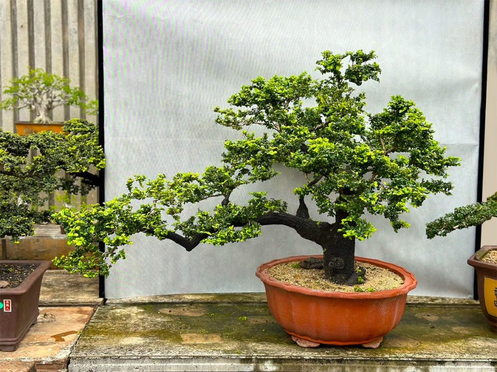 Tako Tree - Bonsai Ren