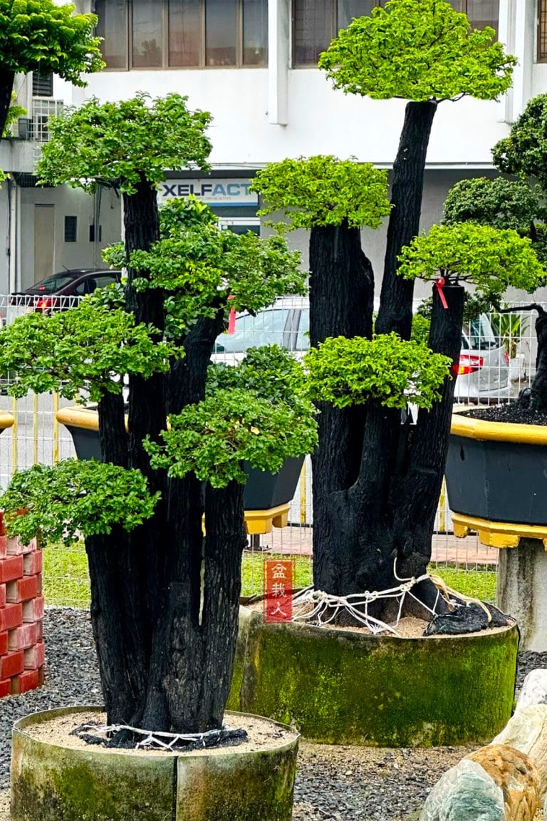 Tako Tree - Bonsairen